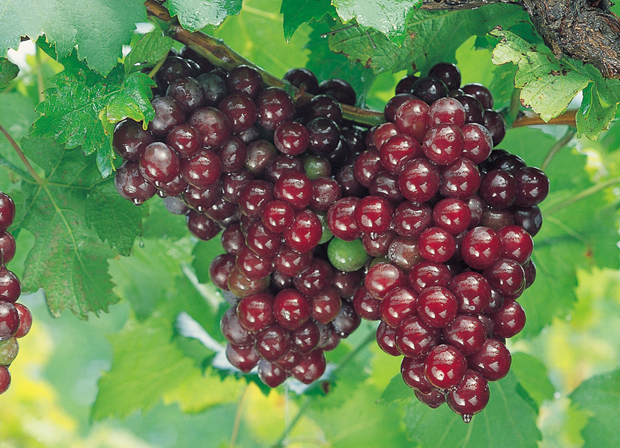 Moulton Falls Winery