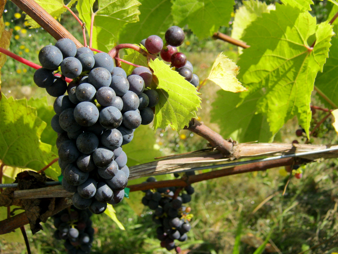 Moulton Falls Winery